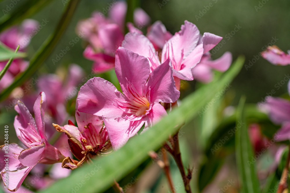 The best delicate flowers of pink oleander, Nerium oleander, bloomed in ...