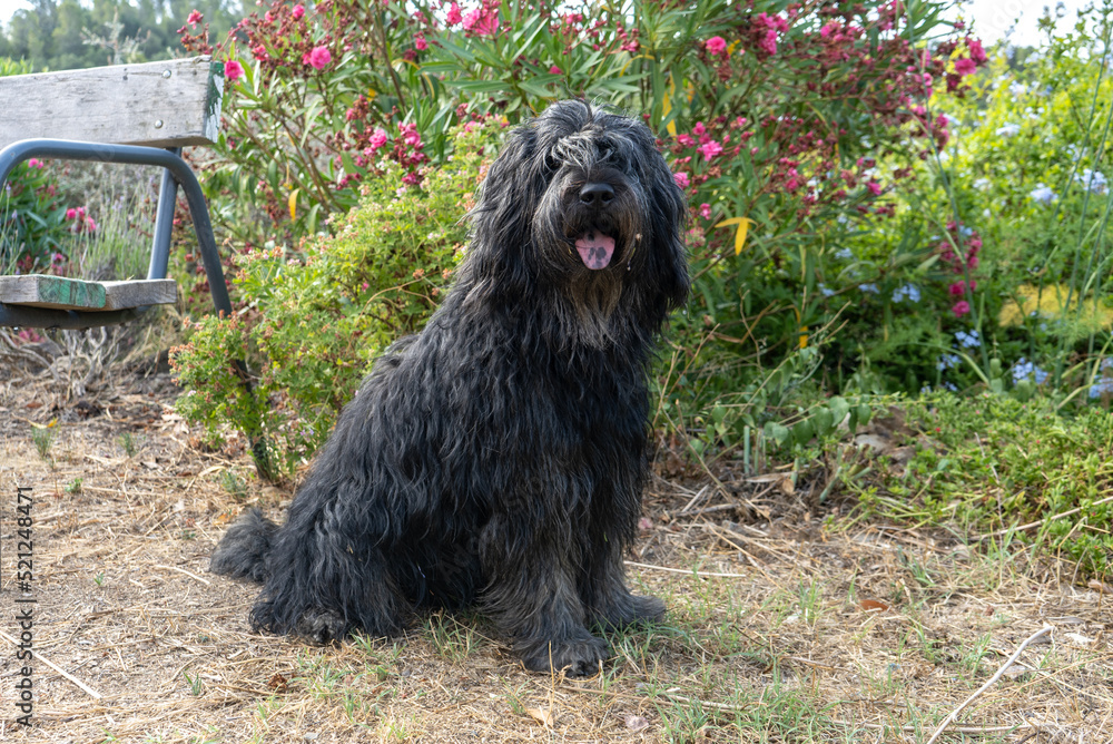 Briard Dog Black