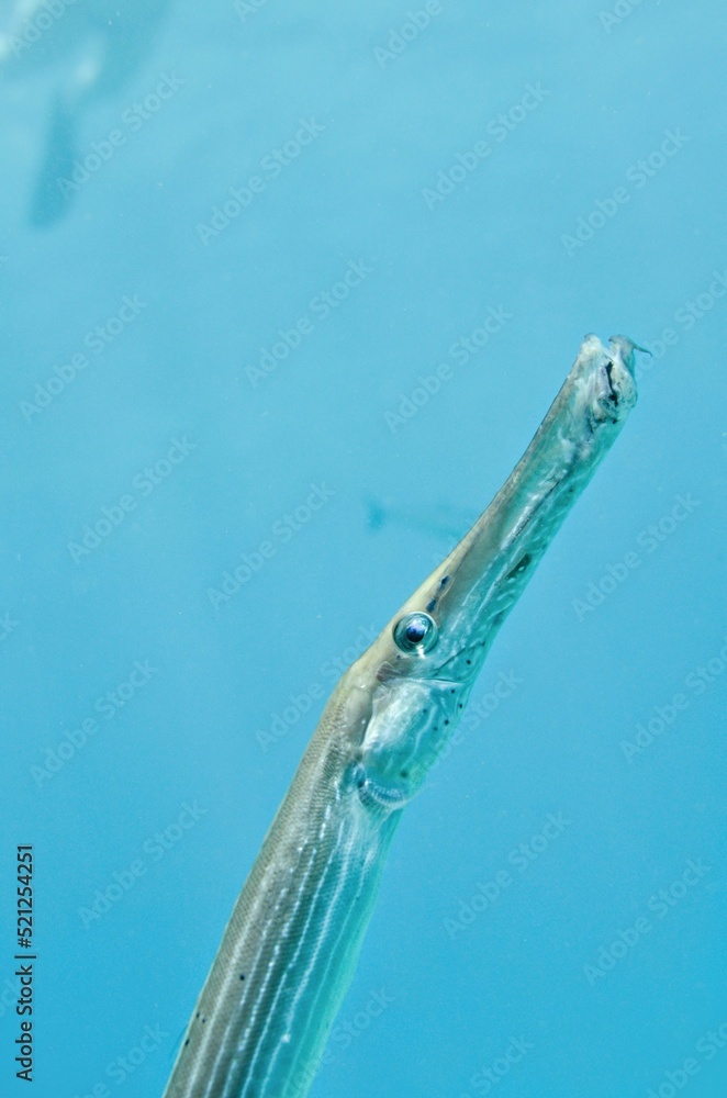 Stockfoto Vertical closeup of a beautiful pipefish under the deep blue ...