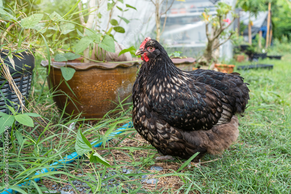 laying hens pure breed chicken buff orpington silver laced. too fat ...