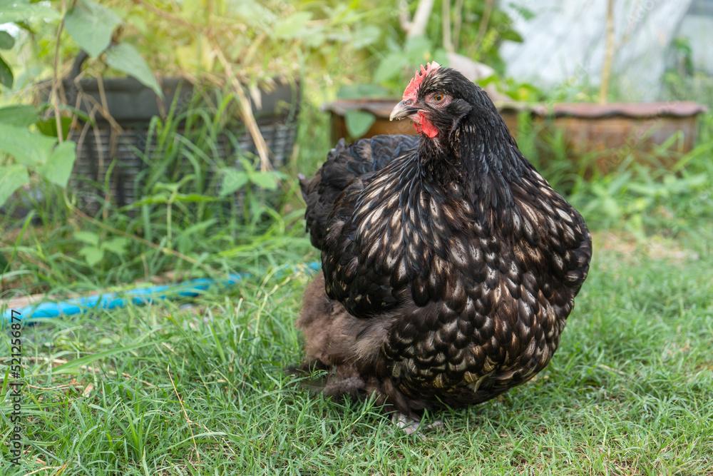 laying hens pure breed chicken buff orpington silver laced. too fat ...