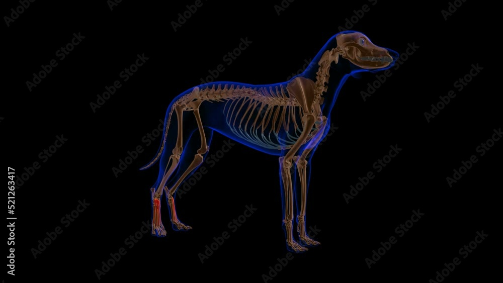 Extensor Digitorum Brevis muscle Dog muscle Anatomy For Medical Concept ...