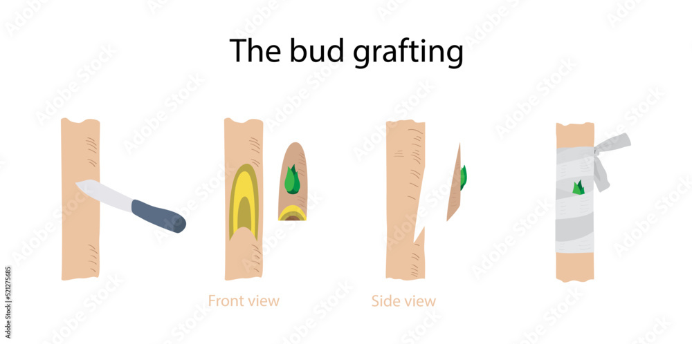 illustration of biology and agriculture, The bud grafting, Chip budding ...