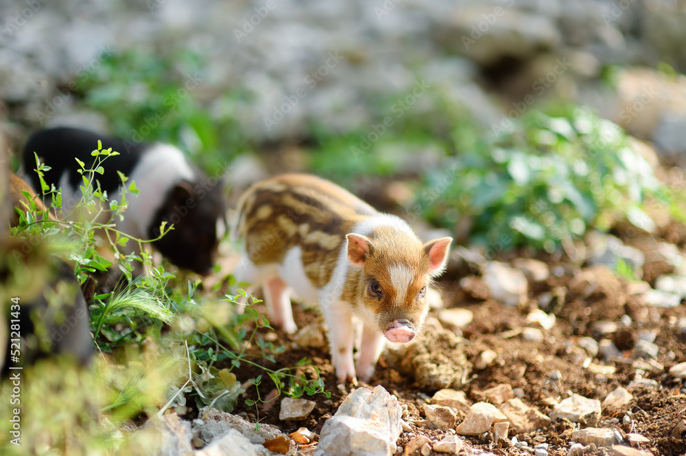 Small piglets breed of lop-bellied are in pigsty of local farm. Growing ...