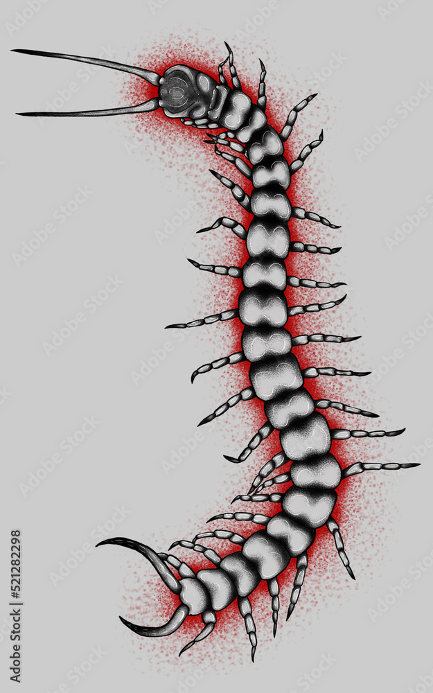 Centipede old school tattoo design. Stock Illustration | Adobe Stock