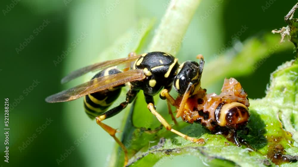 Stockvideo Wasp eats a worm in 4K VIDEO. Rare footage of wasp (vespula ...