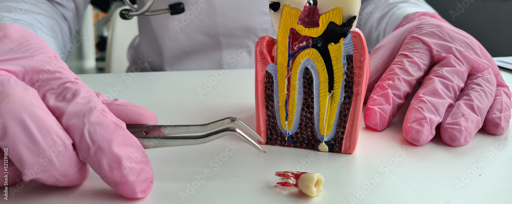 Anatomy of human teeth dentist and oral care Stock Photo | Adobe Stock