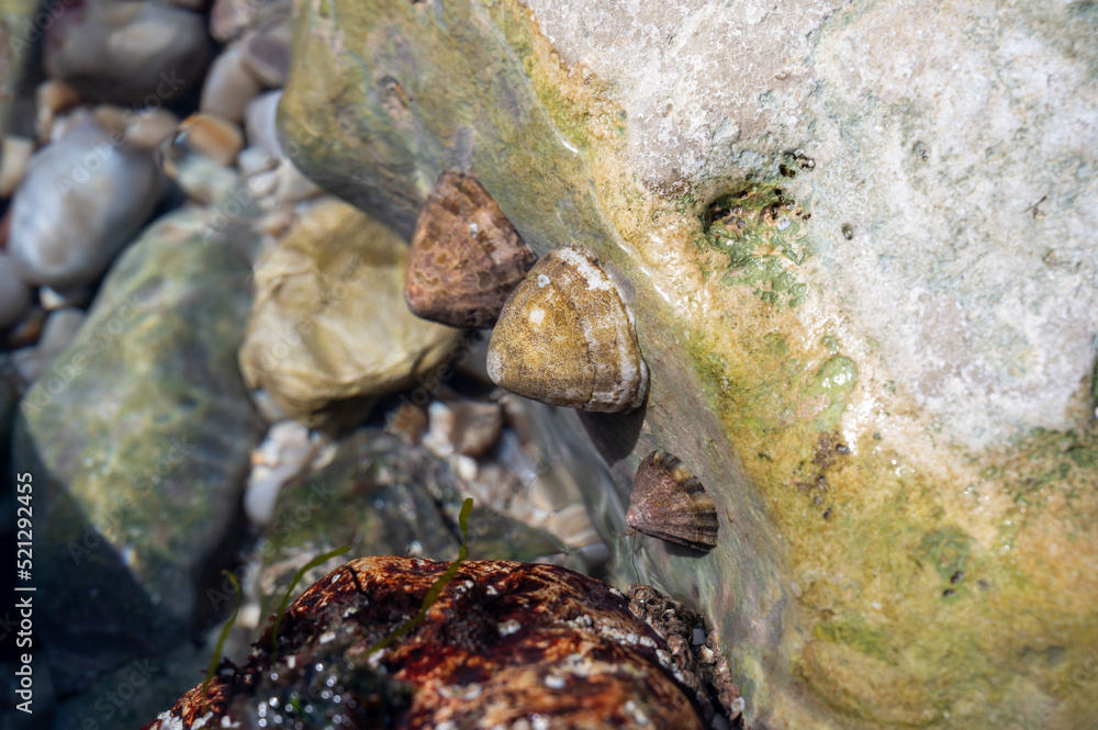 Edible sea water molluscs Patella caerulea, species of limpet in family Patellidae Stock Photo ...