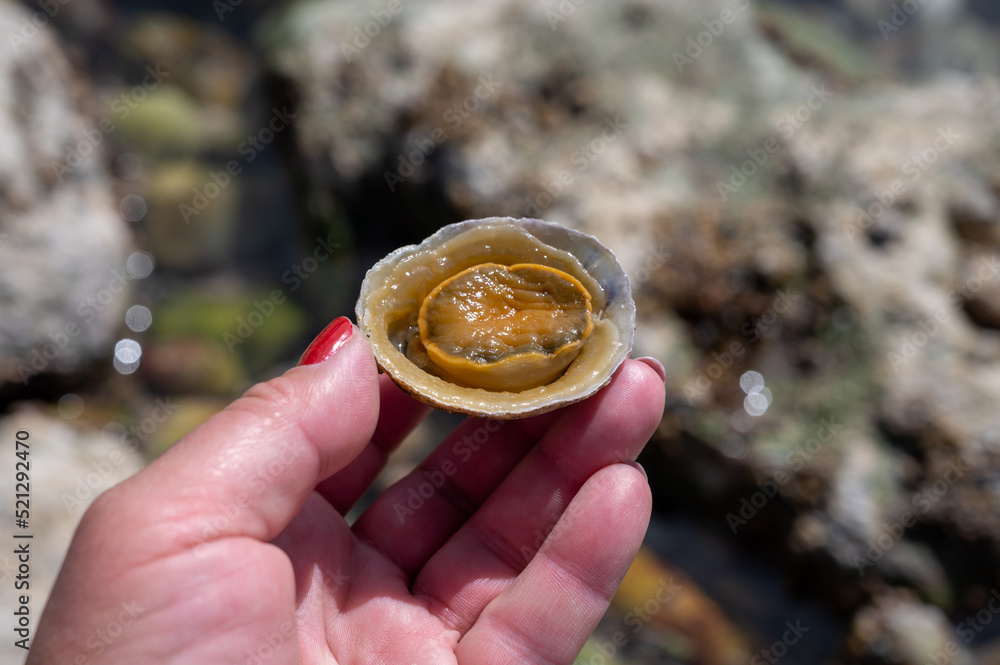 Edible sea water molluscs Patella caerulea, species of limpet in family ...