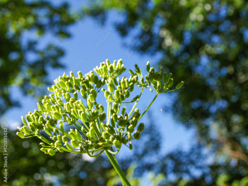 Cleavers white and yellow flower with trees in shadow from the vibrant ...