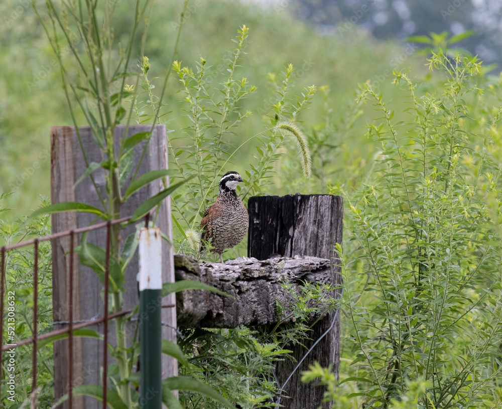 Bobwhite quail repeatedly giving his distinctive call from a cross rail ...