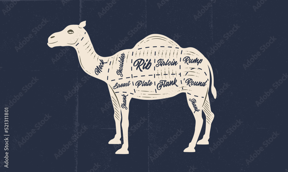 Vetor de Camel meat chart. Butchery poster with camel meat cuts and ...