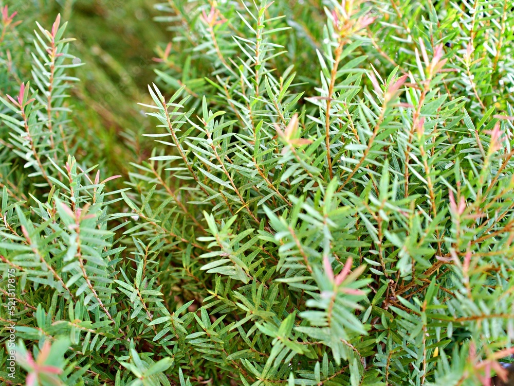 Foliage coniferous pink Ellwood's gold leaf chamaecyparis lawsoniana ...