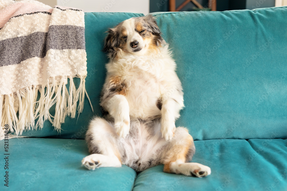 beautiful blue eyed mini aussie sitting up like person on turquoise ...