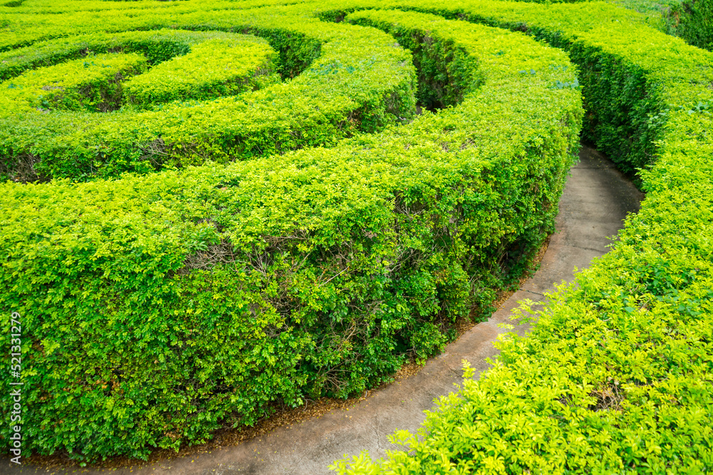 Green plant maze wall .Labyrinth maze garden. A spiral movement build ...