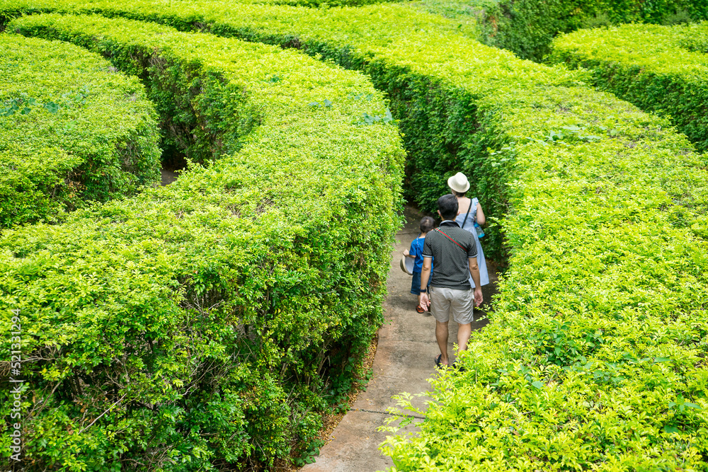 Soft focus of green plant maze wall with tourist.Labyrinth maze garden ...