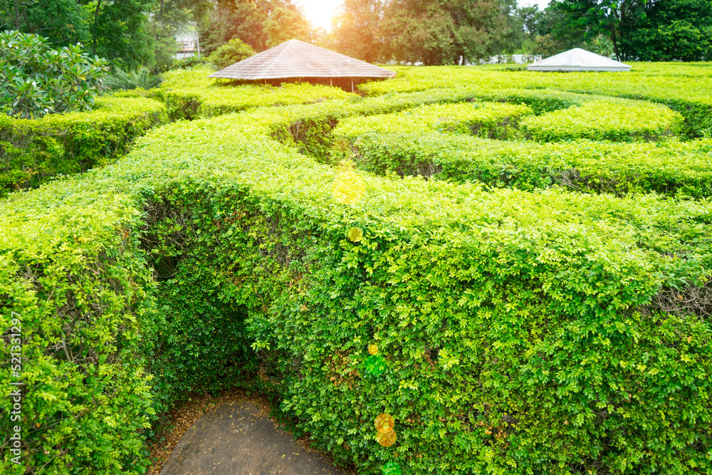 Green plant maze wall .Labyrinth maze garden. A spiral movement build ...