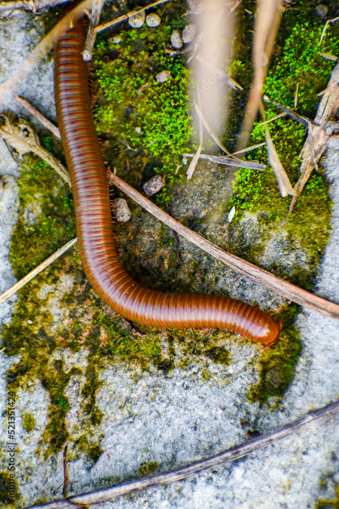 Millipede myriapoda spirostreptus giganteus Stock Photo | Adobe Stock