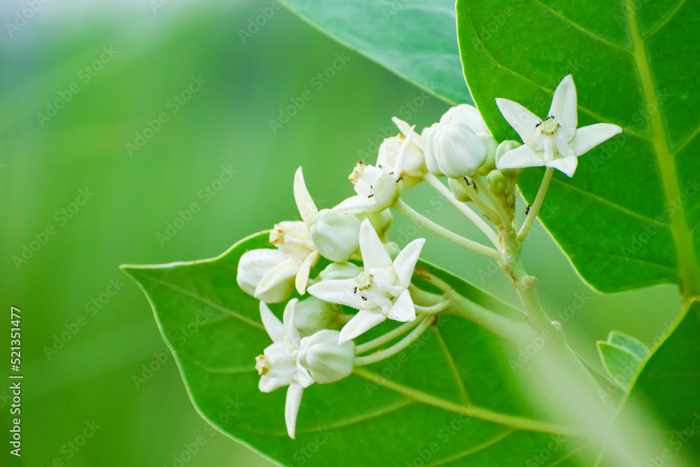 Calotropis gigantea, the crown flower, is a species of Calotropis ...