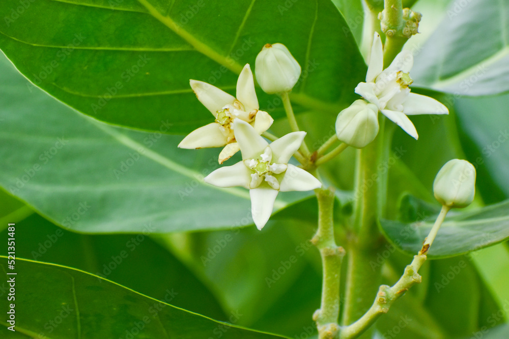 Calotropis gigantea, the crown flower, is a species of Calotropis ...