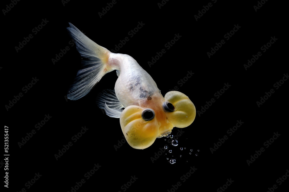 Beautiful bubble eye fish moveing popping bubbles from his mouth on ...