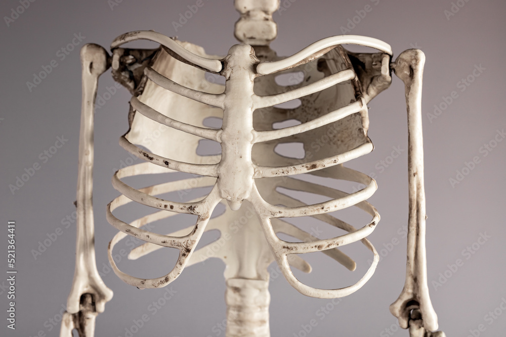 Human skeleton chest bones. Rib cage, spine. Skeletal system anatomy ...