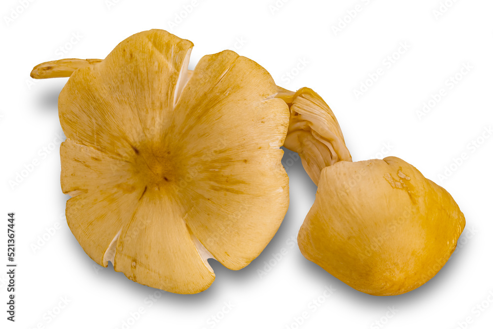 Termite mushroom isolated on white background with clipping path. The ...