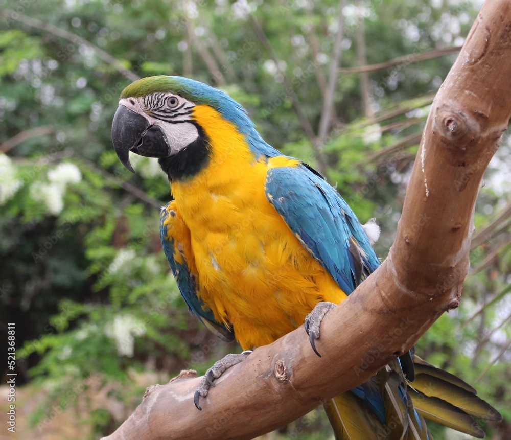 Papagayo típico de zonas tropicales de Centroámerica Stock Photo ...