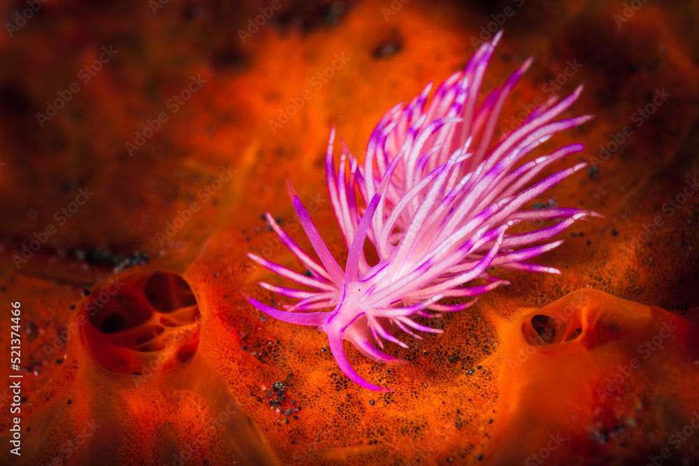 Flabellina is a genus of sea slugs, specifically aeolid nudibranchs ...