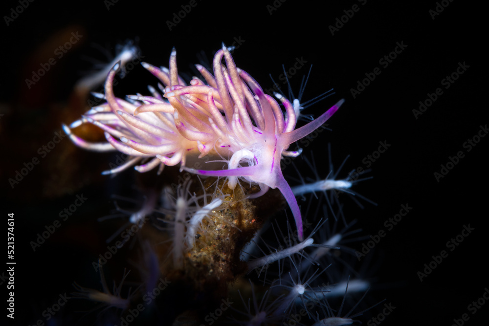 Flabellina is a genus of sea slugs, specifically aeolid nudibranchs ...