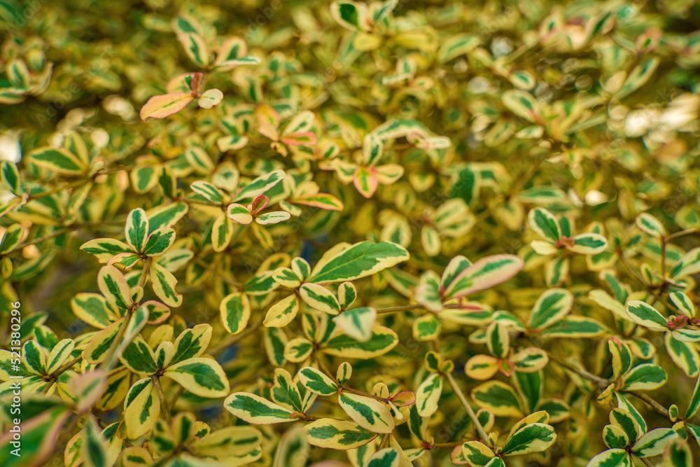 Terminalia neotaliala, the Madagascar almond tree, is a mid-sized tree ...