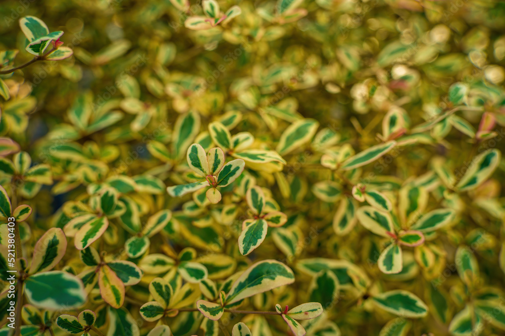 Terminalia neotaliala, the Madagascar almond tree, is a mid-sized tree ...