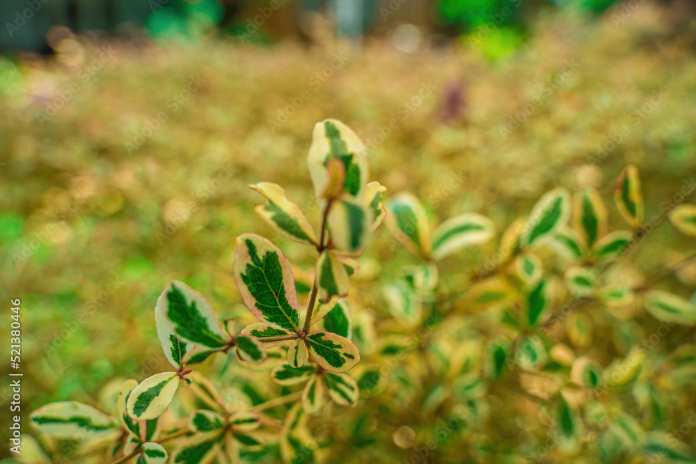 Terminalia neotaliala, the Madagascar almond tree, is a mid-sized tree ...