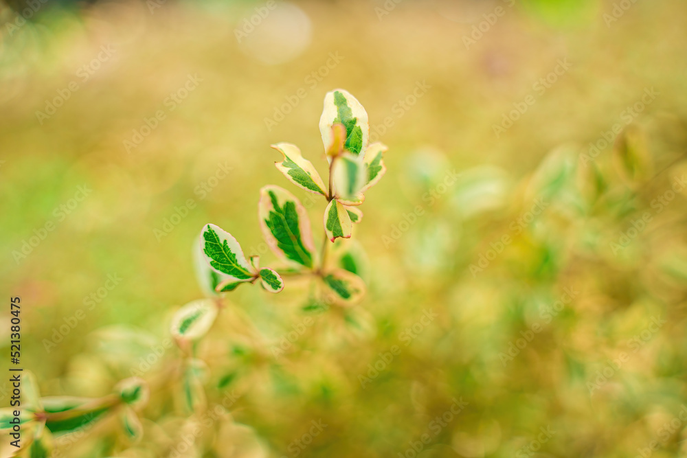 Terminalia neotaliala, the Madagascar almond tree, is a mid-sized tree ...