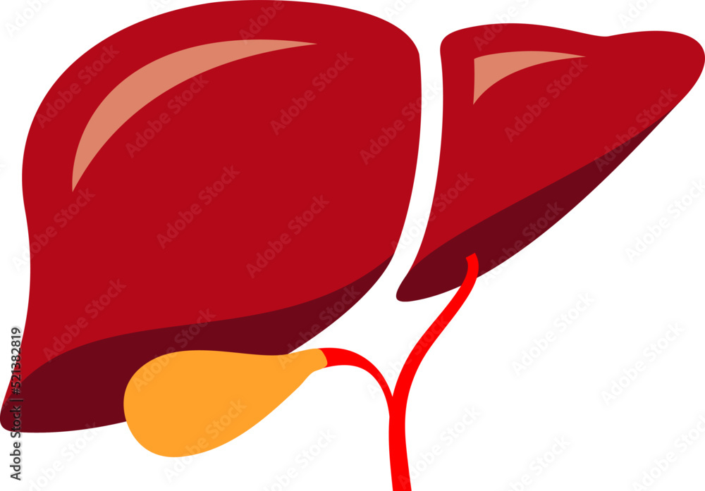 Liver vector cartoon, human internal organ Stock Vector | Adobe Stock