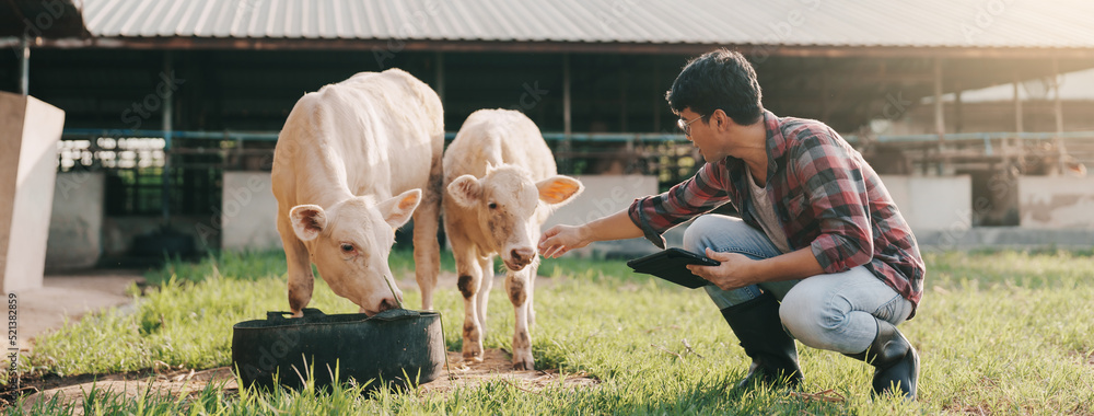 Animal husbandry in cattle farm. Asian man farmer use application on ... Animal husbandry in cattle farm. Asian man farmer use application on ...