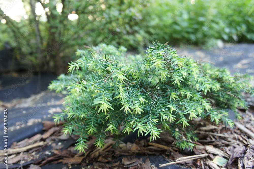 groundcover low-growing variety of coniferous shrub. Tsuga canadensis ...