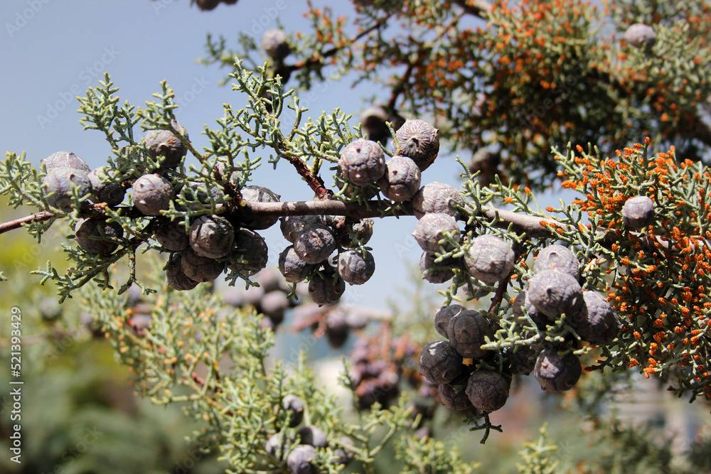 Monterey cypress, or Cupressus macrocarpa, in a garden Stock Photo ...