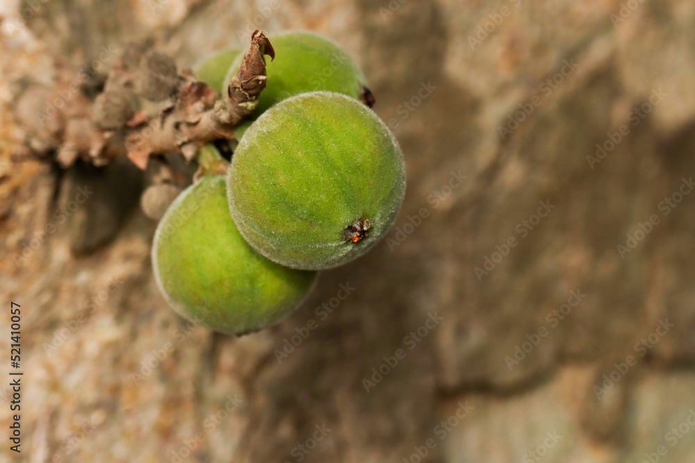 Fresh gular fruit. Goolar fruit. Ficus racemosa. Cluster fig. Red river ...