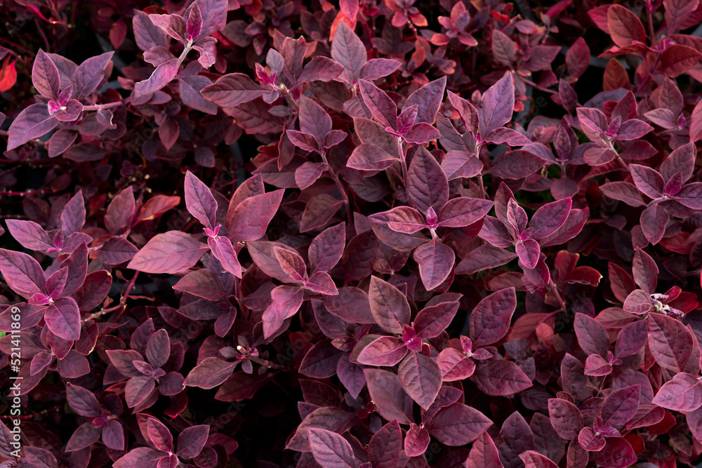Aerva sanguinolenta (L.) Blume or Amaranthaceae top view,small shrub It ...