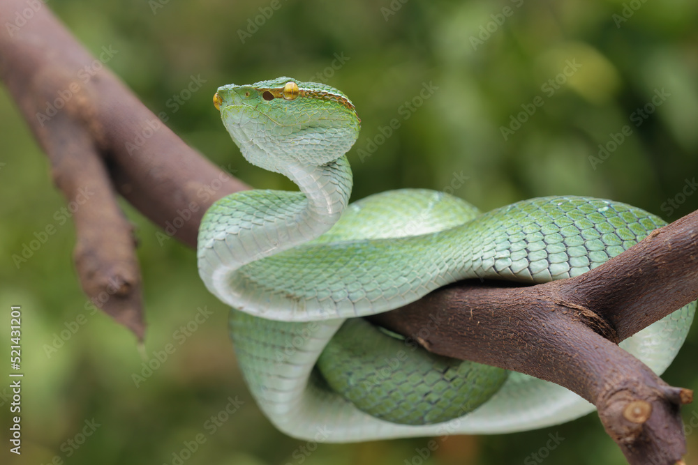 Bornean pit viper snakes, tropidolaemus subannulatus, indonesian animal ...