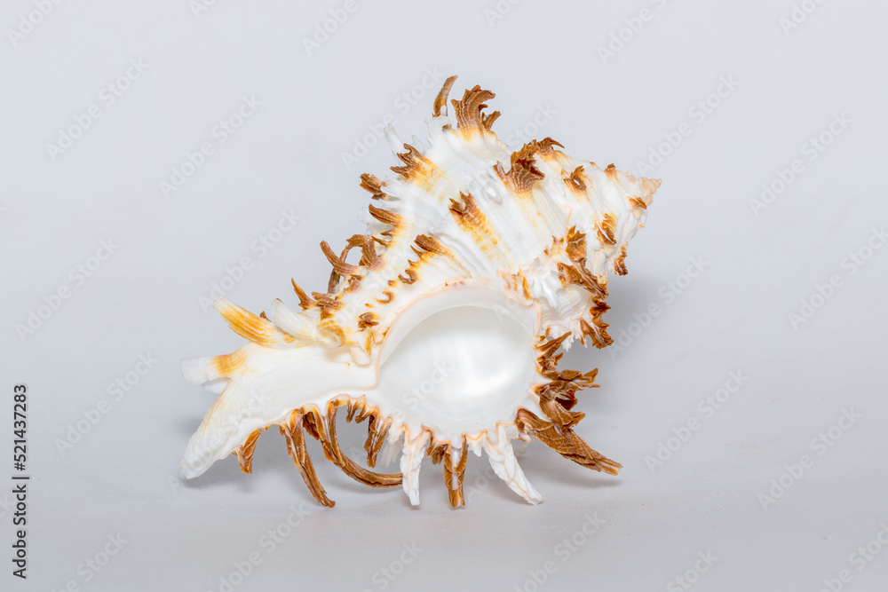 Image of chicoreus ramosus seashell common name the ramose murex or ...