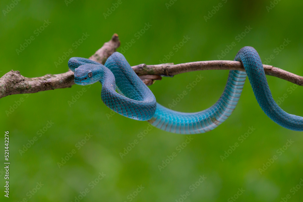 Trimeresurus insularis (Indonesian pit viper, Lesser Sunda Islands pit ...
