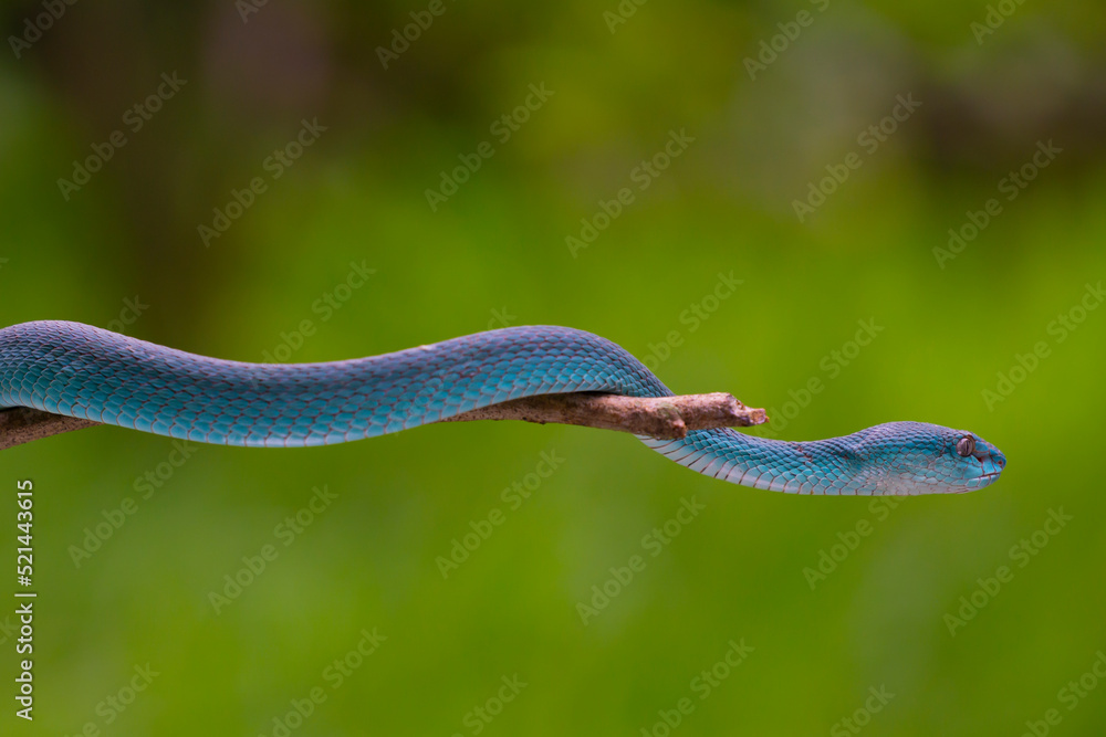 Trimeresurus insularis (Indonesian pit viper, Lesser Sunda Islands pit ...