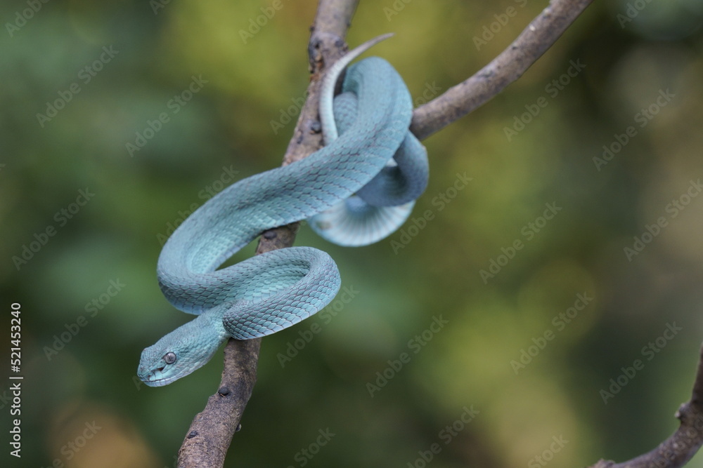 Trimeresurus insularis (Indonesian pit viper, Lesser Sunda Islands pit ...
