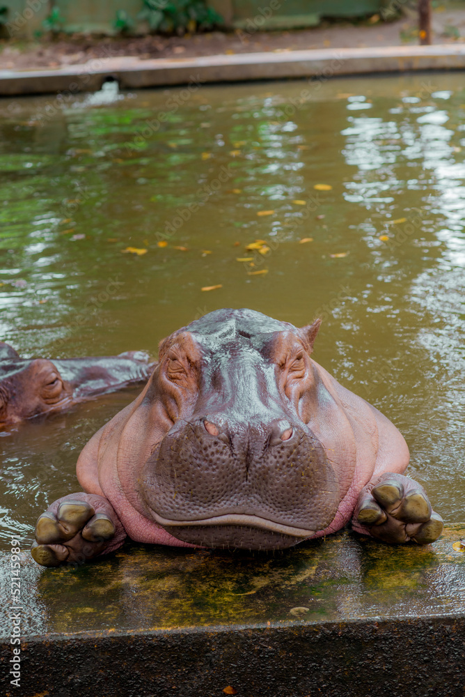 Hippopotamus. The hippopotamus is a large, omnivorous mammal of the ...