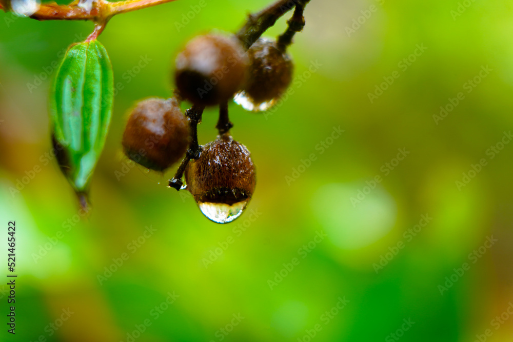 Water droplets at the tip of dried buds of Malabar melastome or Indian ...