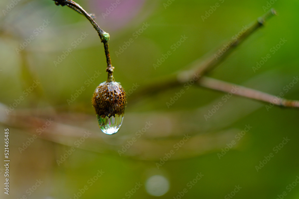Water droplets at the tip of dried buds of Malabar melastome or Indian ...