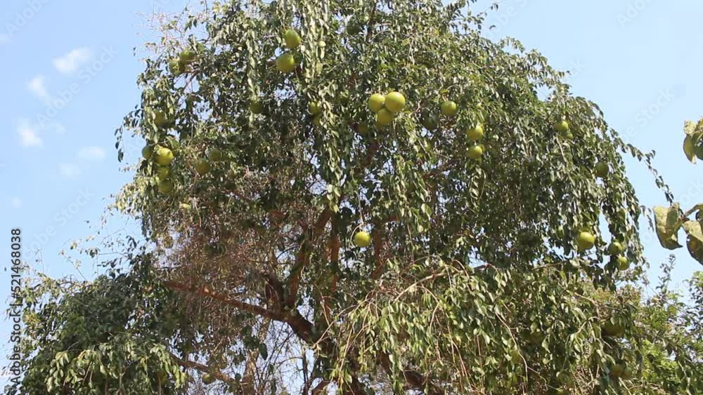 Strychnos spinosa indigenous tree bearing some hard green monkey orange ...