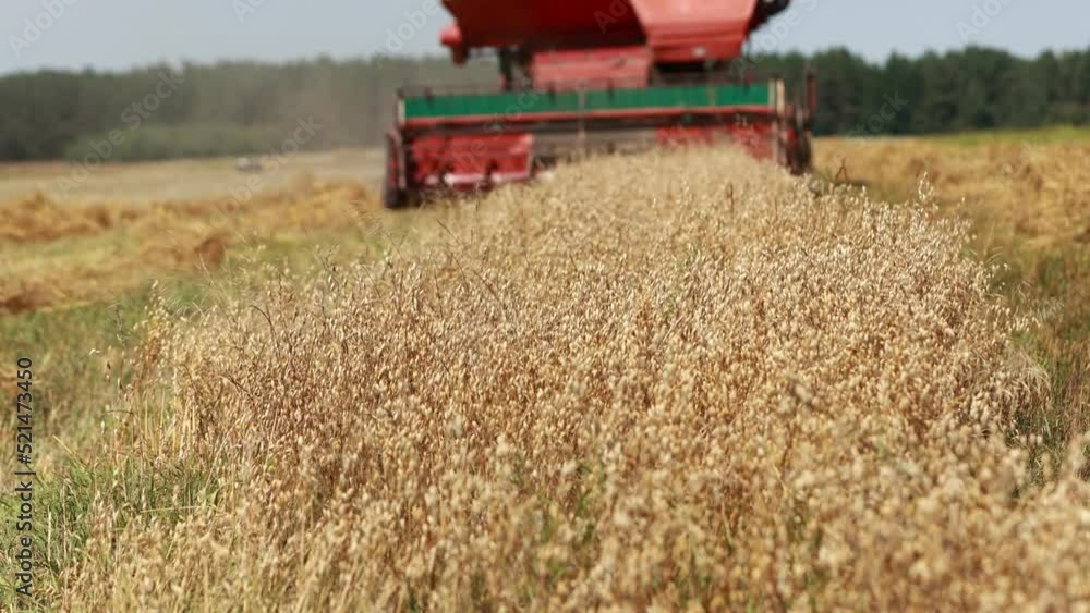 combine harvester driving through field collecting grain in summer ...